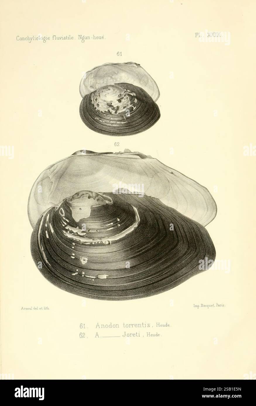 Two distinct freshwater bivalve mollusks labeled hi-res stock ...