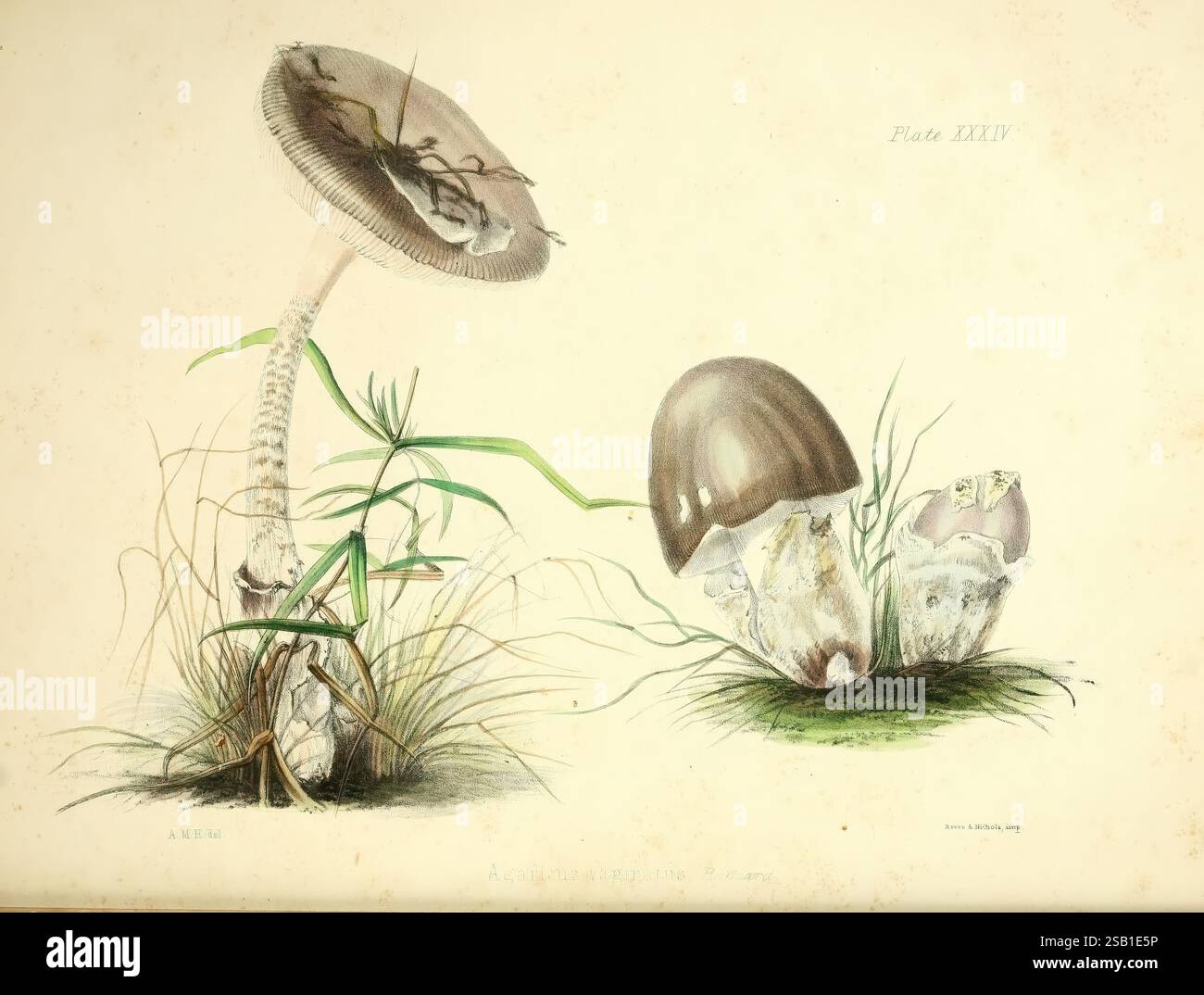 Illustrations of British mycology, London, Reeve, Benham and Reeve ...