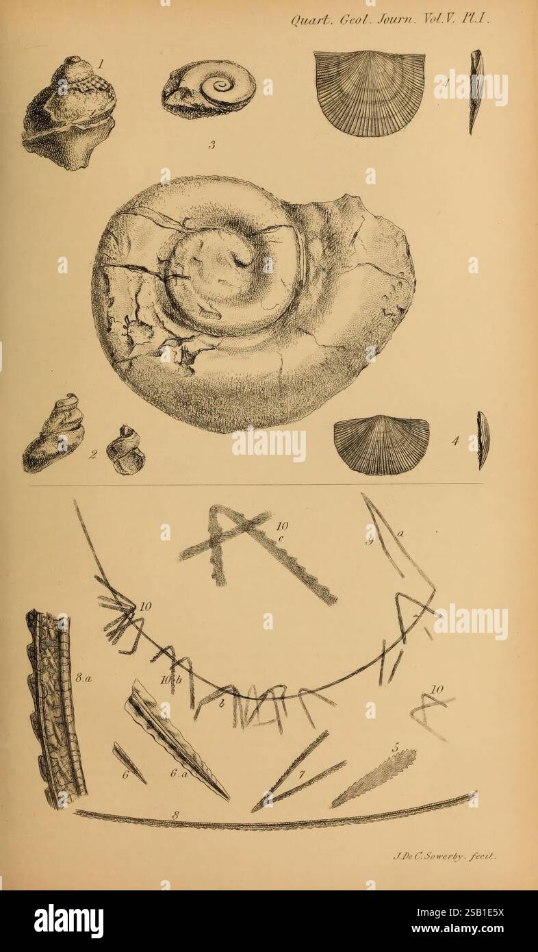 Representing marine organisms hi-res stock photography and images - Alamy