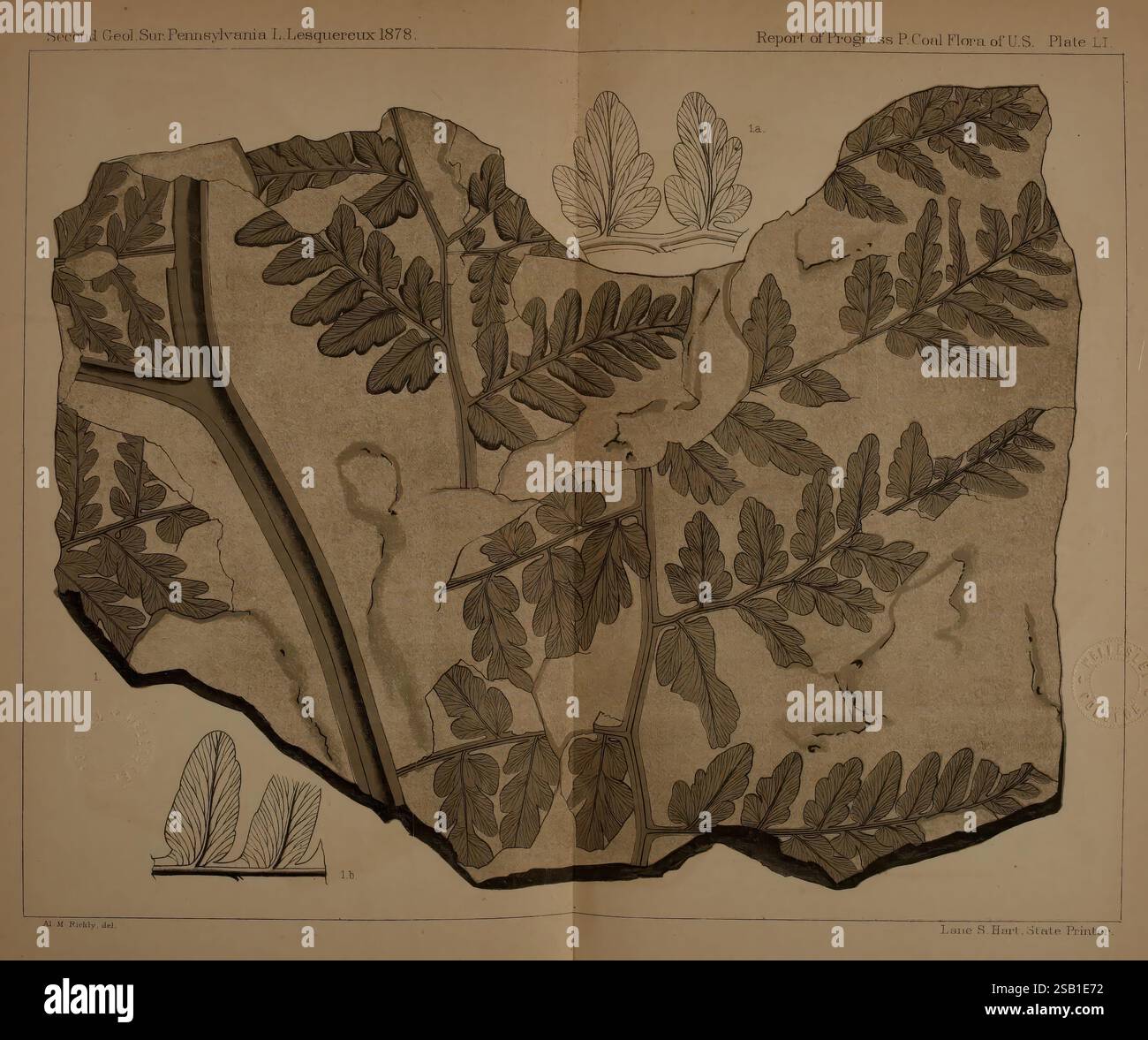 Description, of, the, coal, flora, of, the, Carboniferous, formation ...