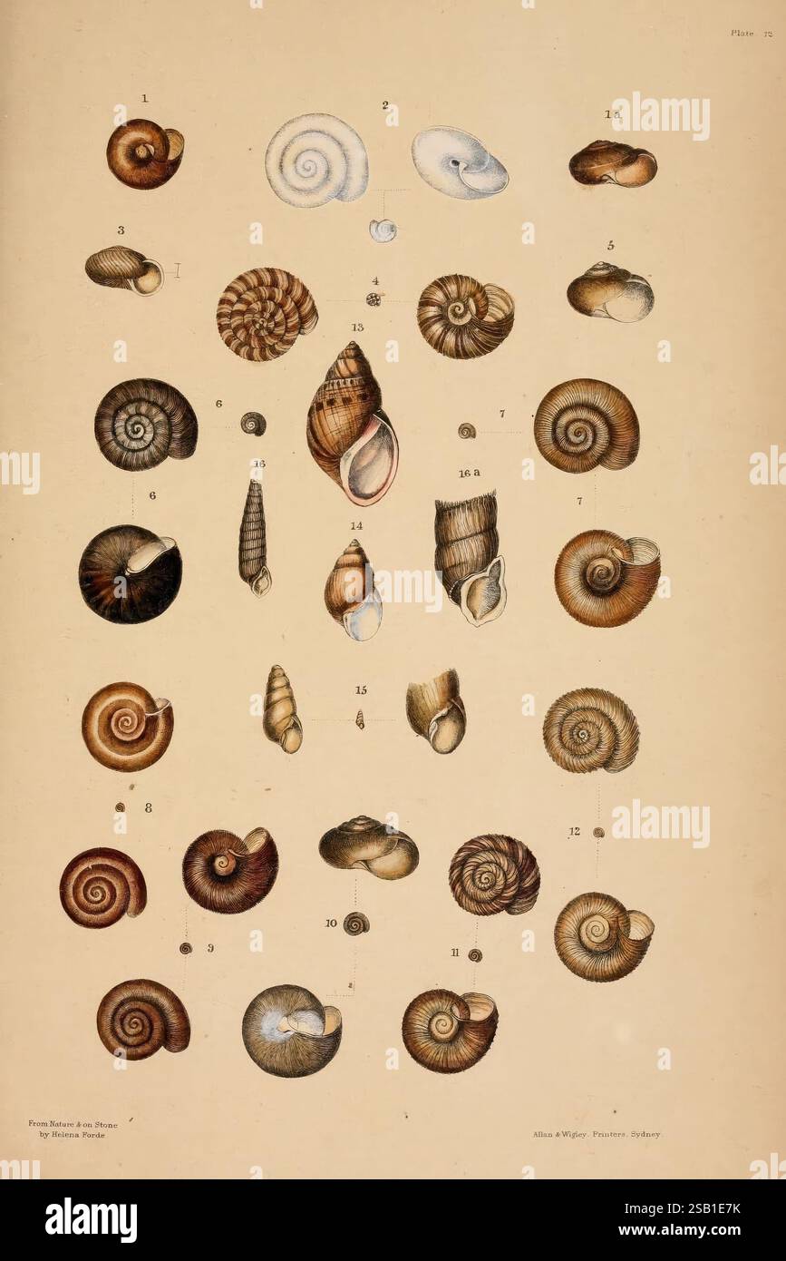 Australian megaspire snail hi-res stock photography and images - Alamy