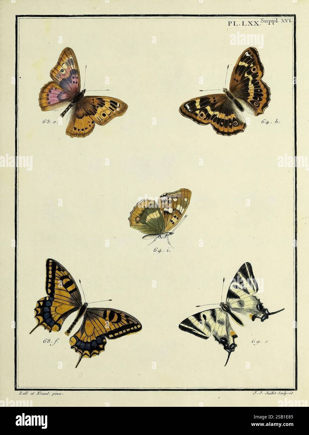 Butterfly prominently showcased hi-res stock photography and images - Alamy