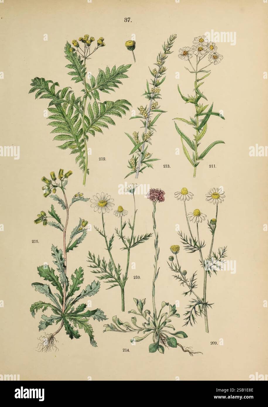1884 atlases botany classification germany pictorial works plant hi-res ...