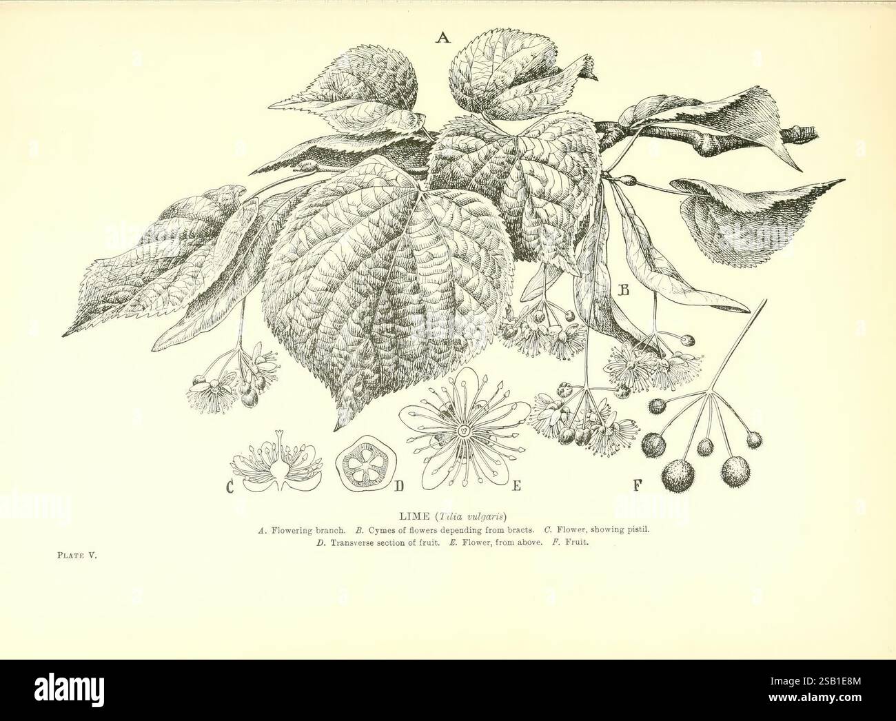 Trees and shrubs of the British Isles London Dent 1909 botany Great ...