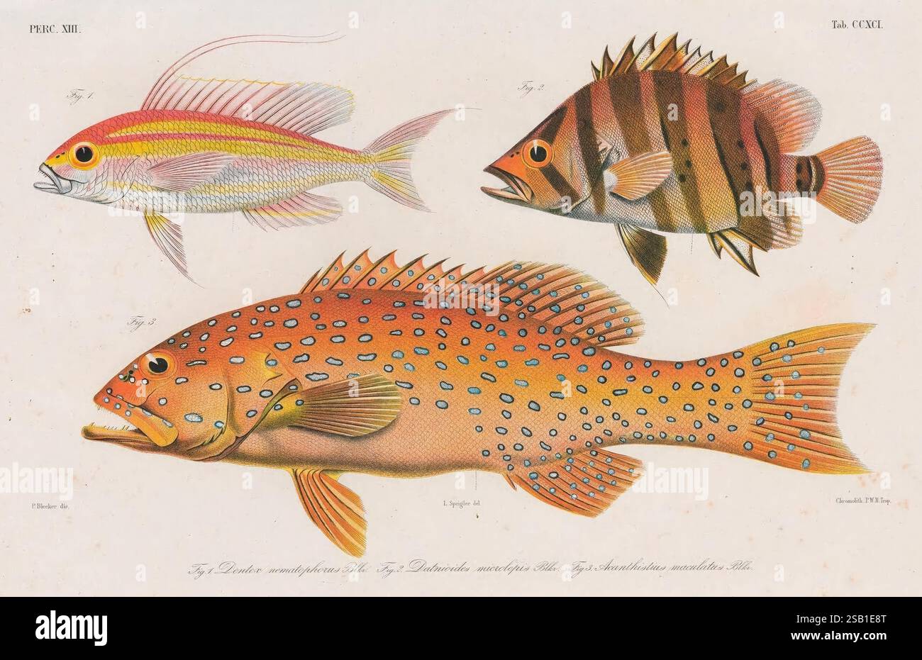 Middle fish showcases hi-res stock photography and images - Alamy