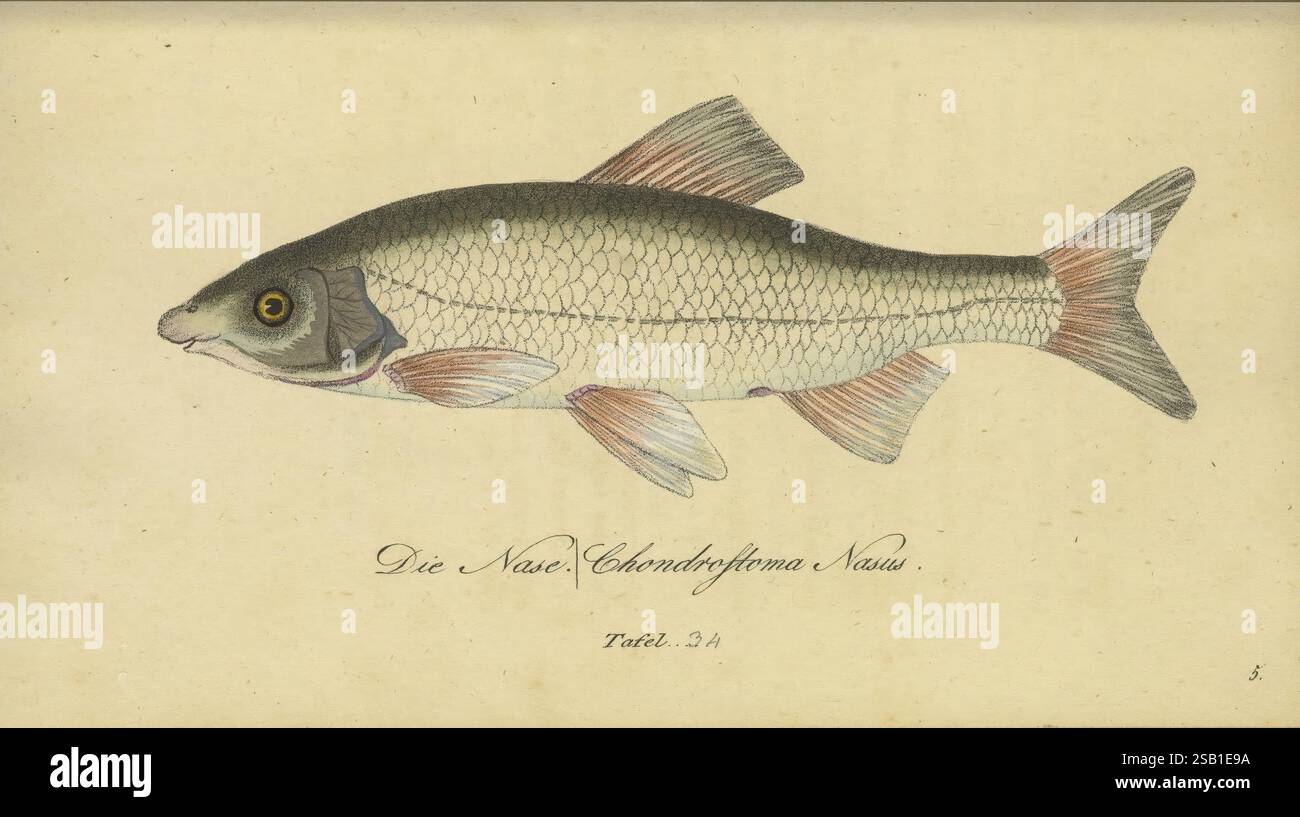 Realistically rendered fish hi-res stock photography and images - Alamy