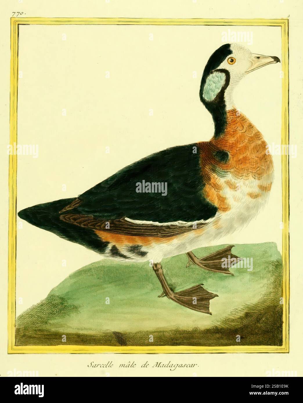 Male madagascar duck hi-res stock photography and images - Alamy