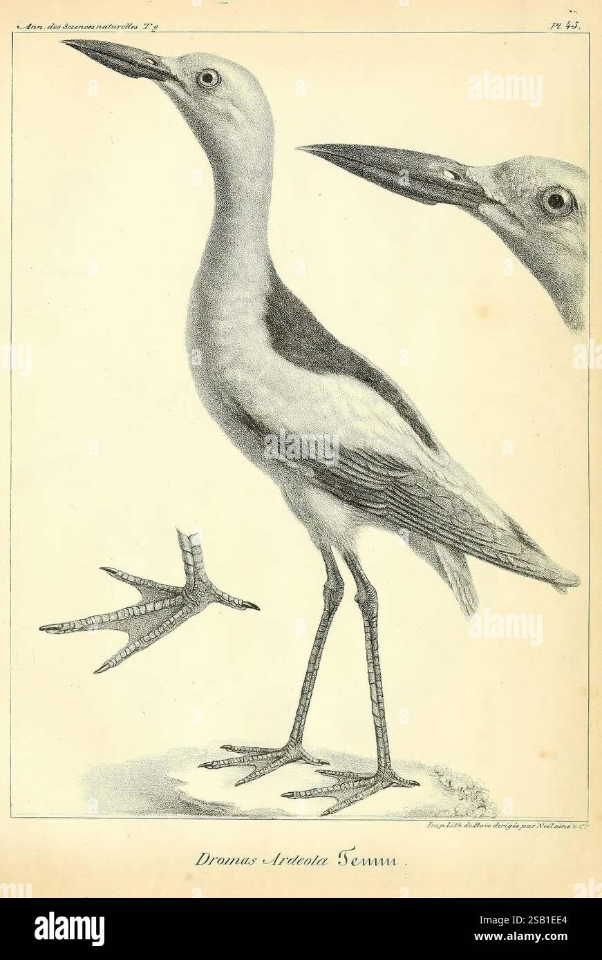 Annales des Sciences Naturelles, Paris, Crochard, birds, science ...