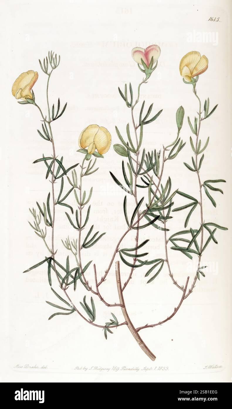 Plant introduction plants ornamental 14 sarah ann drake 2 women hi-res ...