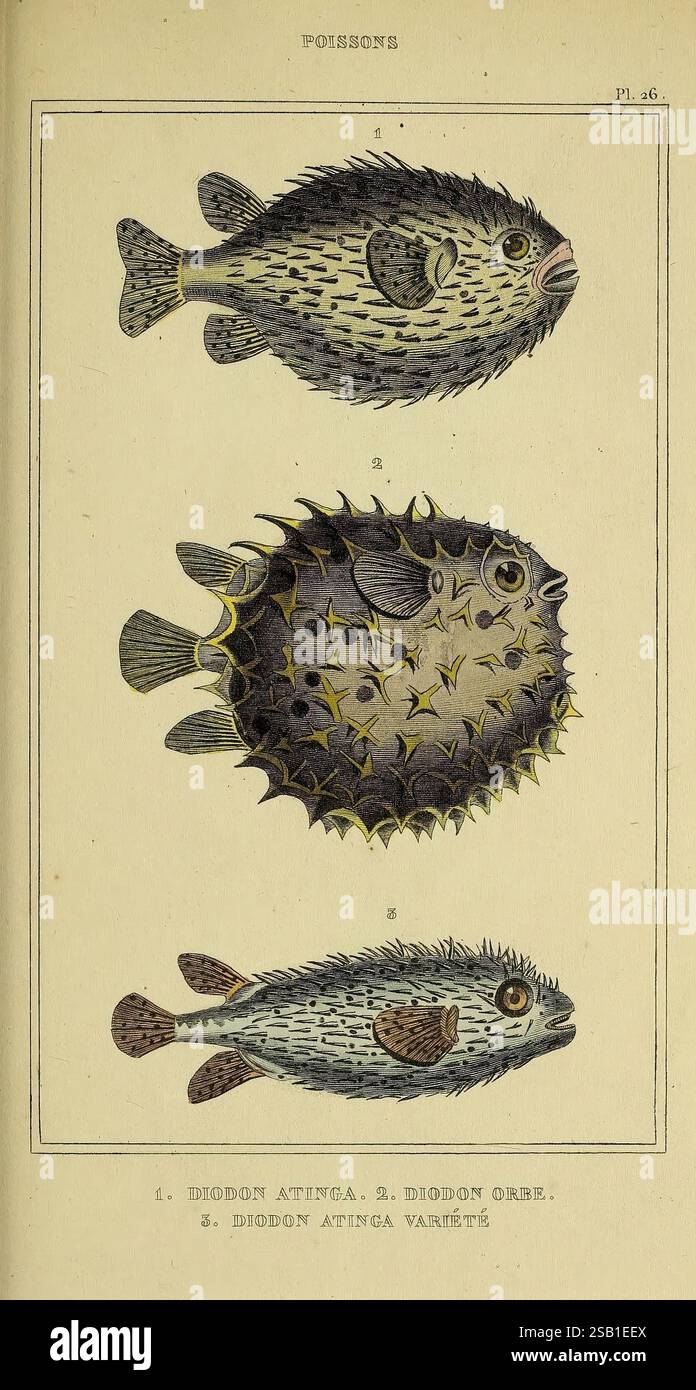Oeuvres du comte de Lacépède Paris P. Duménil 1836 Natural history ...
