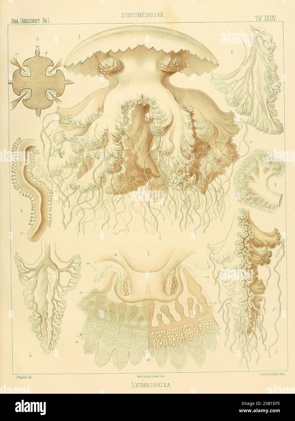 Gelatinous bell shape hi-res stock photography and images - Alamy