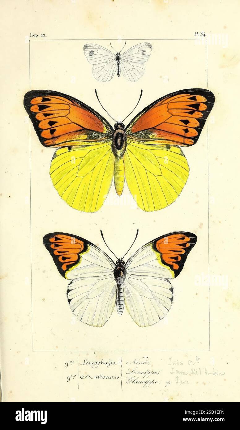 Center butterfly features hi-res stock photography and images - Alamy