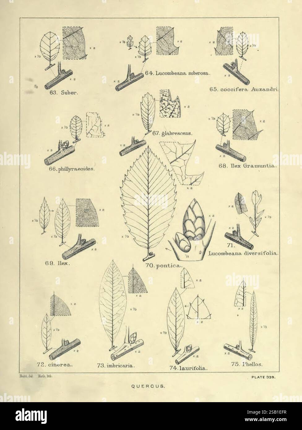 Labeled section highlights specific species hi-res stock photography ...