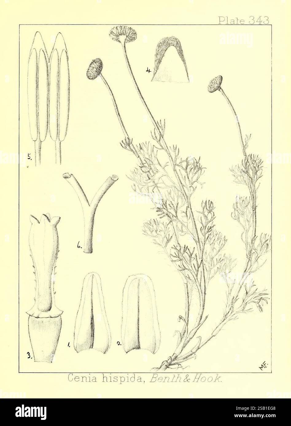 Cenia hispida hi-res stock photography and images - Alamy