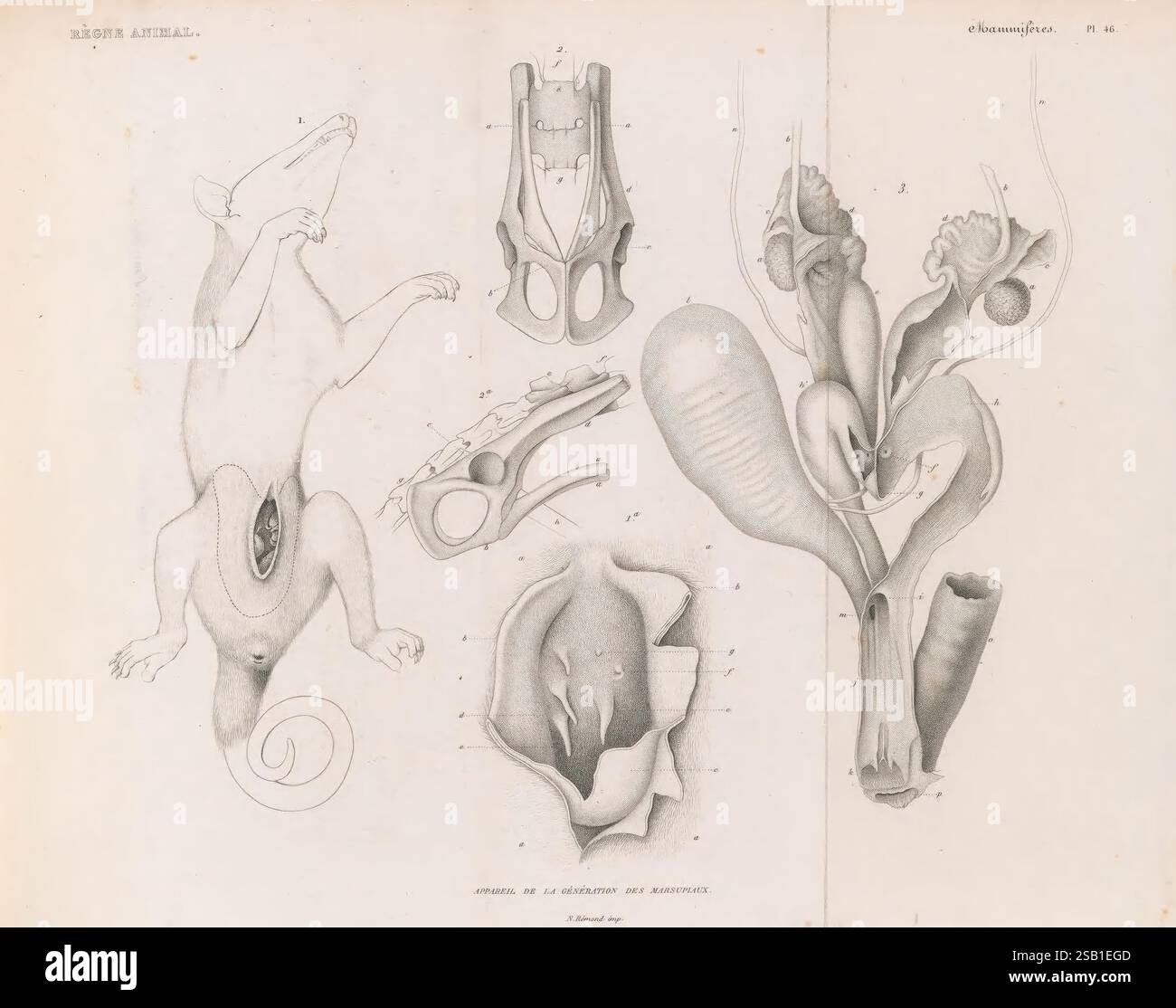 Animal classification systems hi-res stock photography and images - Alamy