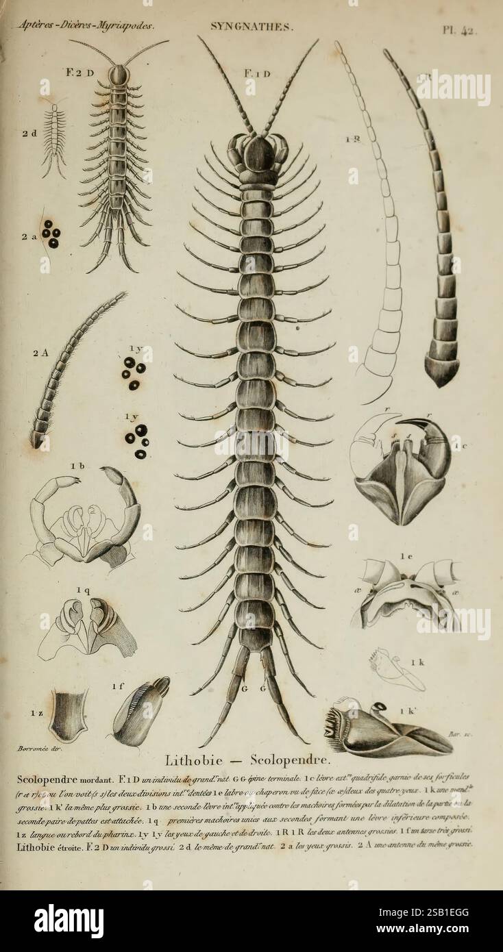 Histoire naturelle des insectes. Aptères. Paris, Librairie ...