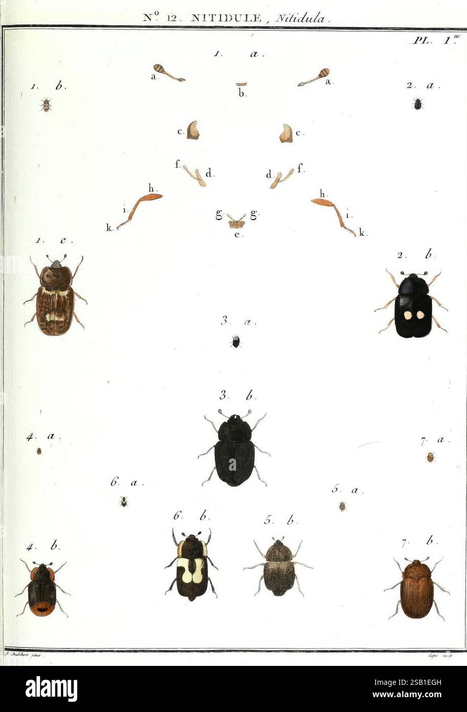 Entomologie ou Histoire naturelle des Insectes, Paris, Imp. Baudouin ...