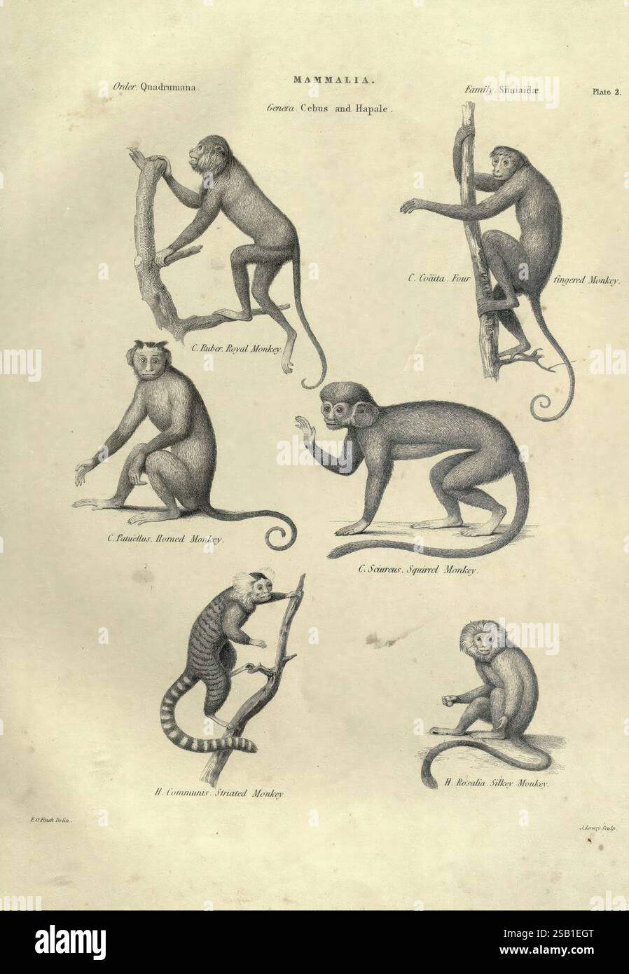 Illustrations of zoology, Glasgow, John Joseph Griffin and Co, 1851 ...