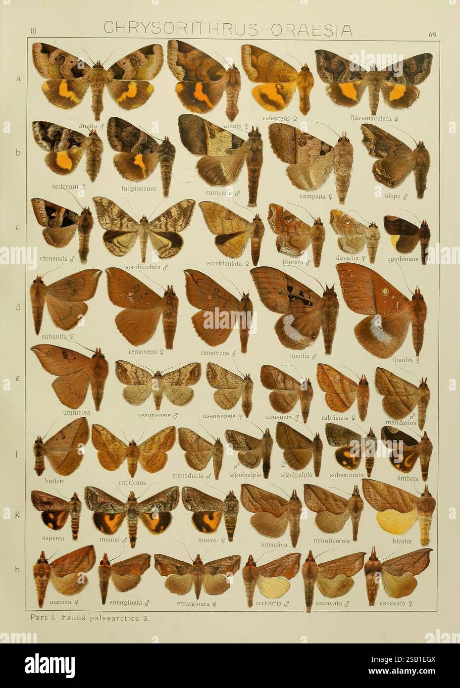 Row features different species hi-res stock photography and images - Alamy