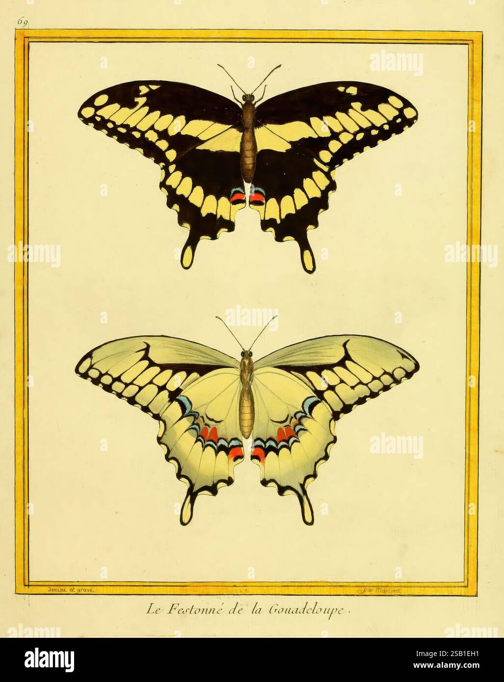 Pale cream colored wings hi-res stock photography and images - Alamy