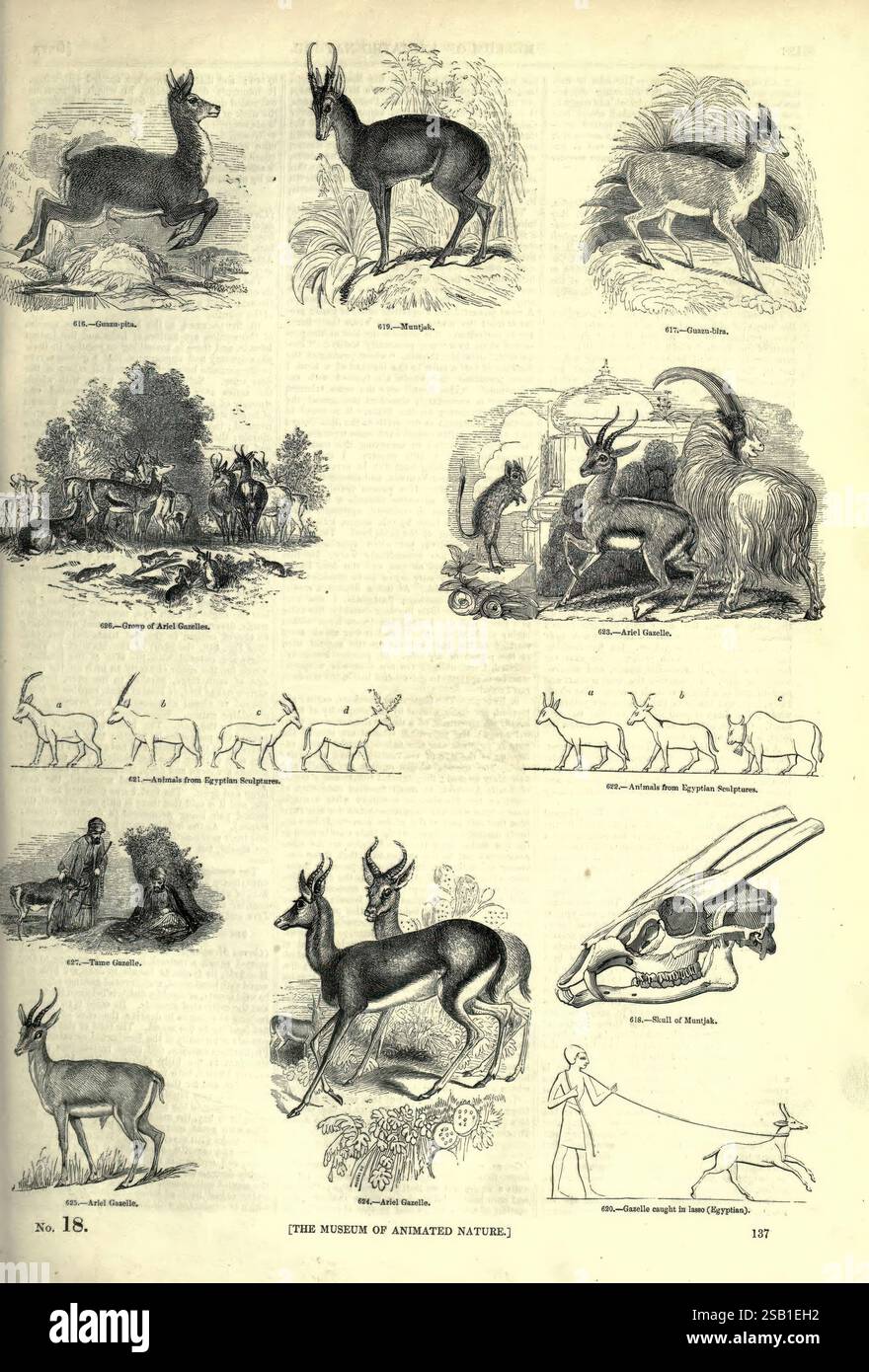 The, pictorial, museum, of, animated, nature London, C. Cox, [1844 ...