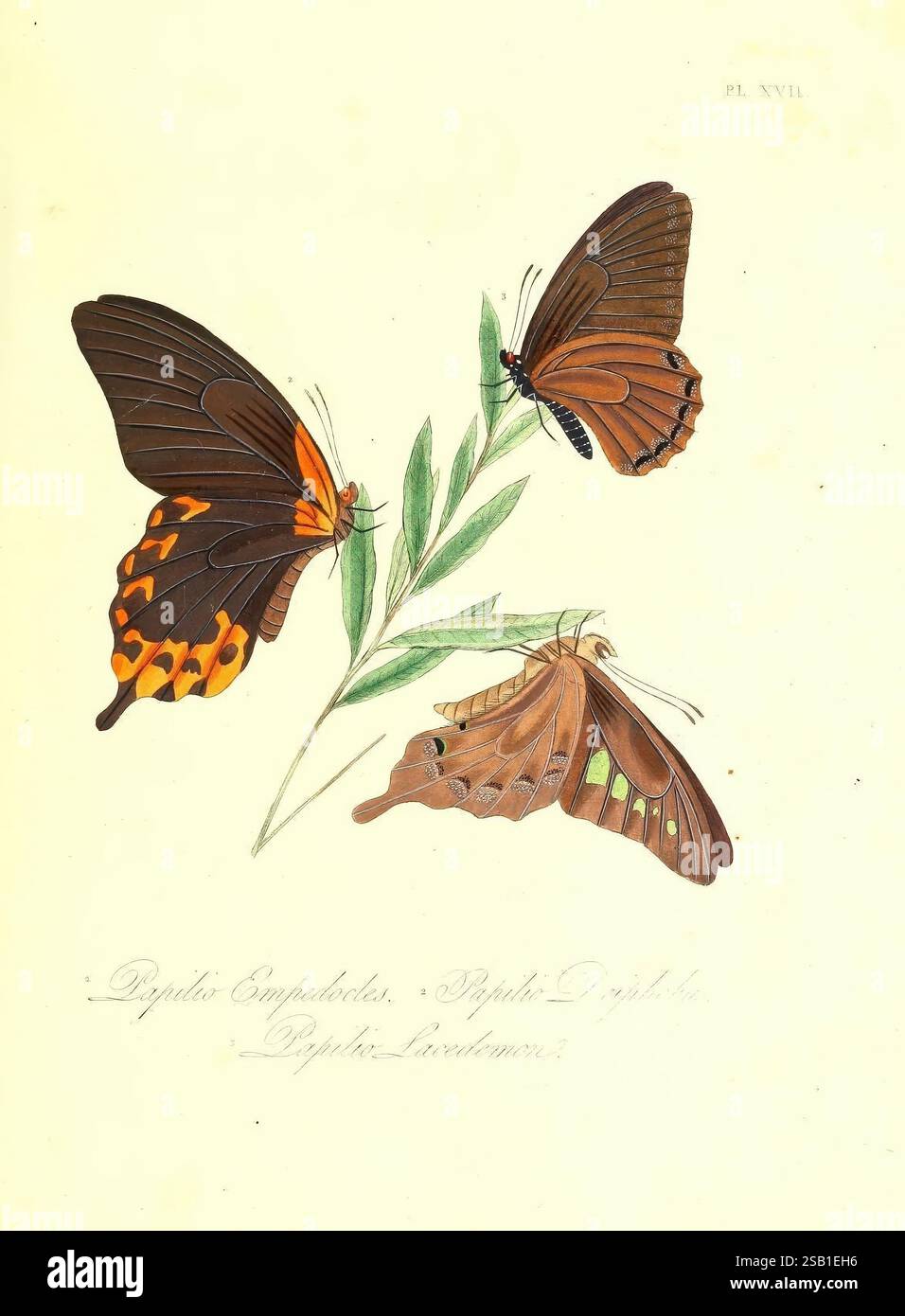 Natural history of the insects of India, 1842. India, insects, papilio ...