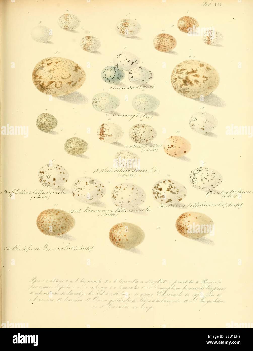 Zur Fortpflanzungsgeschichte der gesammten Vögel Dresden, [1856?] birds ...