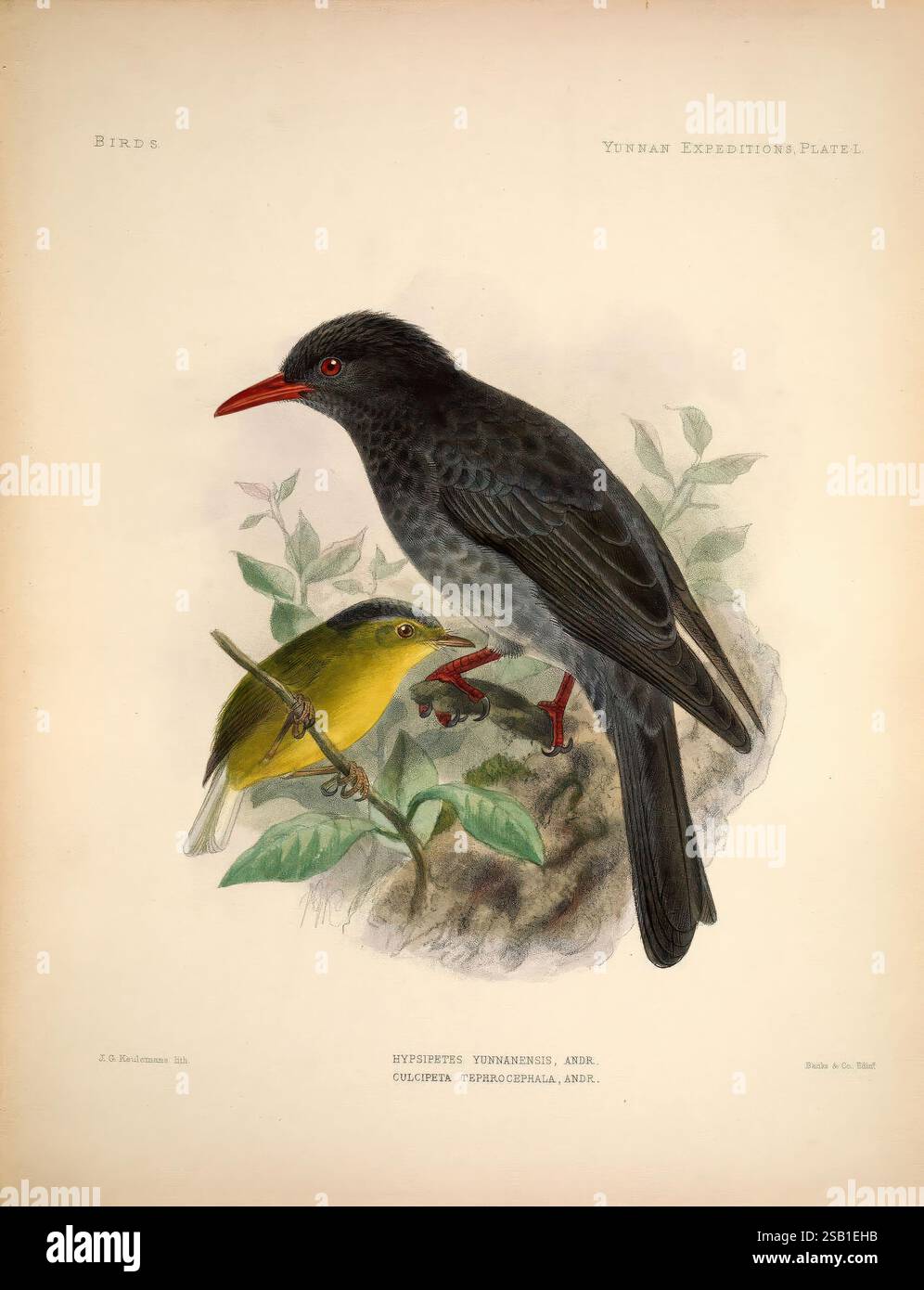 Anatomical and zoological researches v.2. 1878, China, Zoology, Yunnan ...