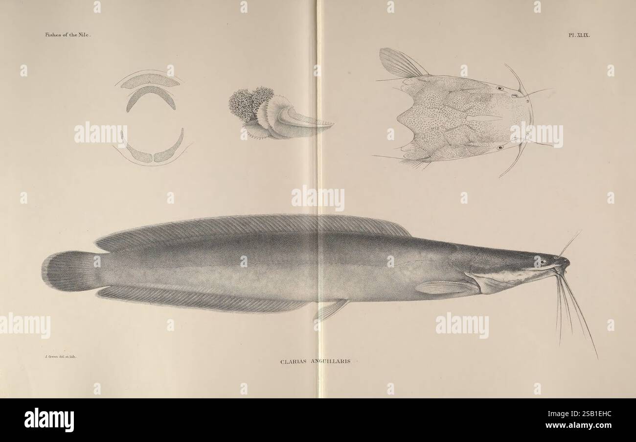Accompanying anatomical sketches hi-res stock photography and images ...