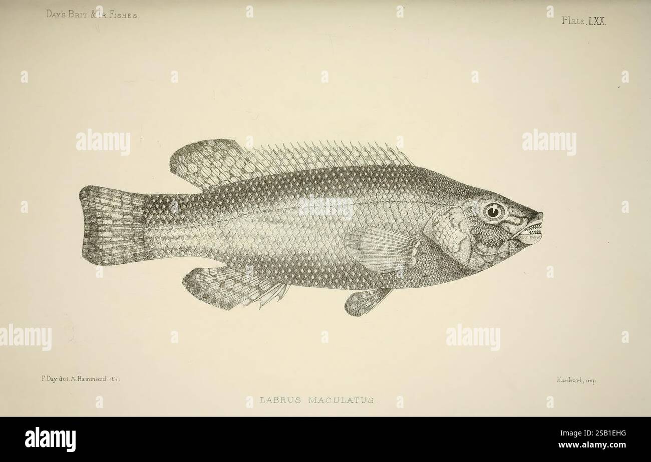 The, fishes, of, Great, Britain, and, Ireland, Edinburgh, Williams, and ...