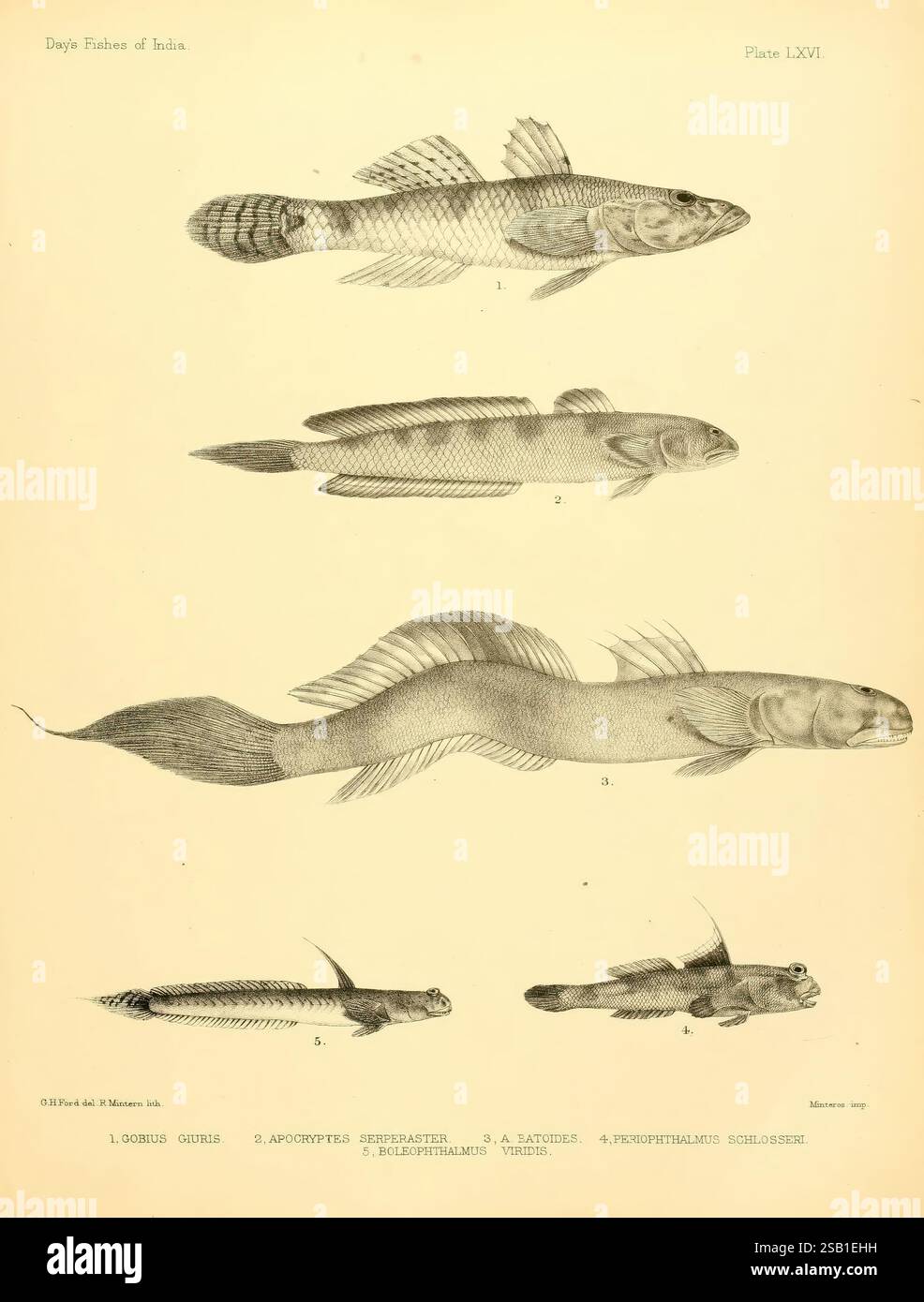 The fishes of India, [1875]-1878, India, Burma, Indian Ocean, Sri Lanka ...