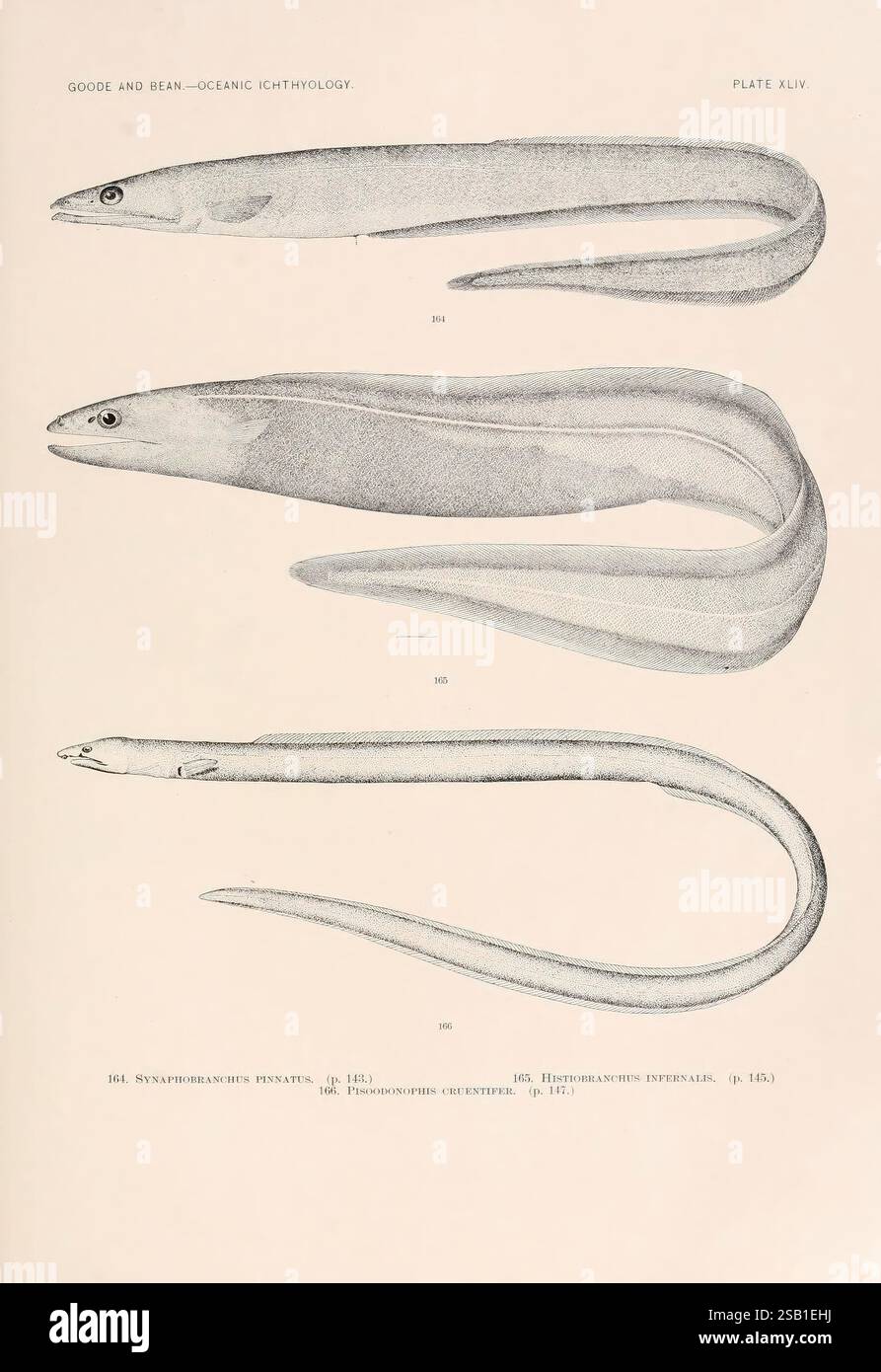 Oceanic ichthyology, v.22 atlas, Cambridge, U.S.A, 1896, Atlantic Ocean ...