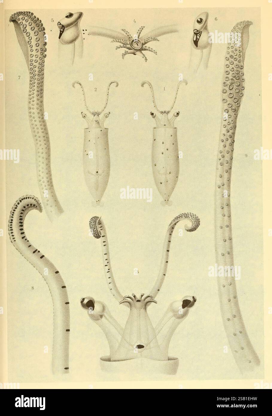Anatomy of different creatures hi-res stock photography and images - Alamy