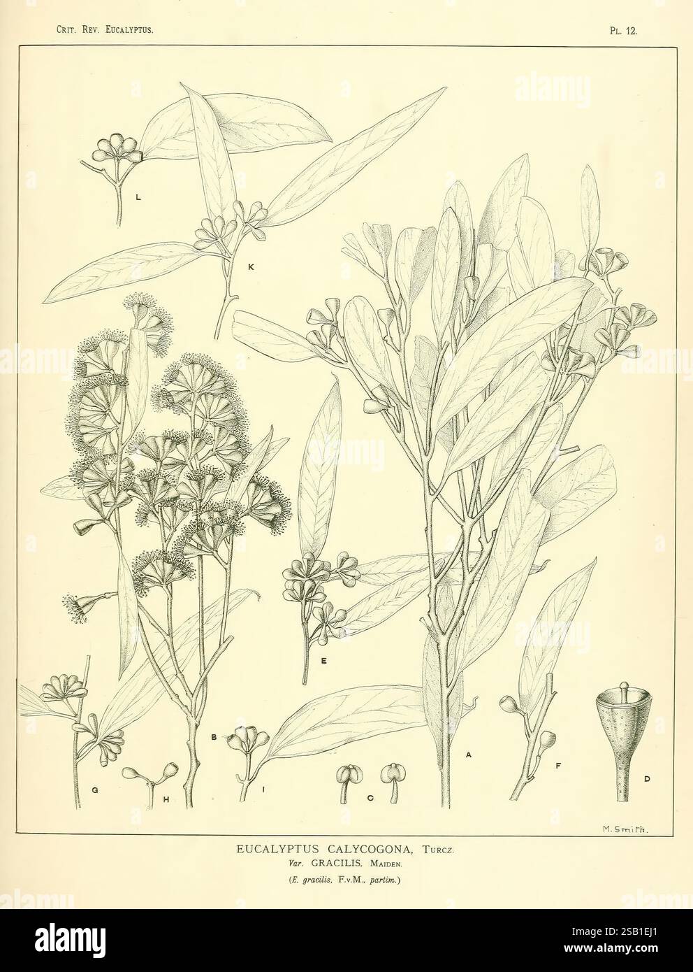 Eucalyptus calycogona species hi-res stock photography and images - Alamy