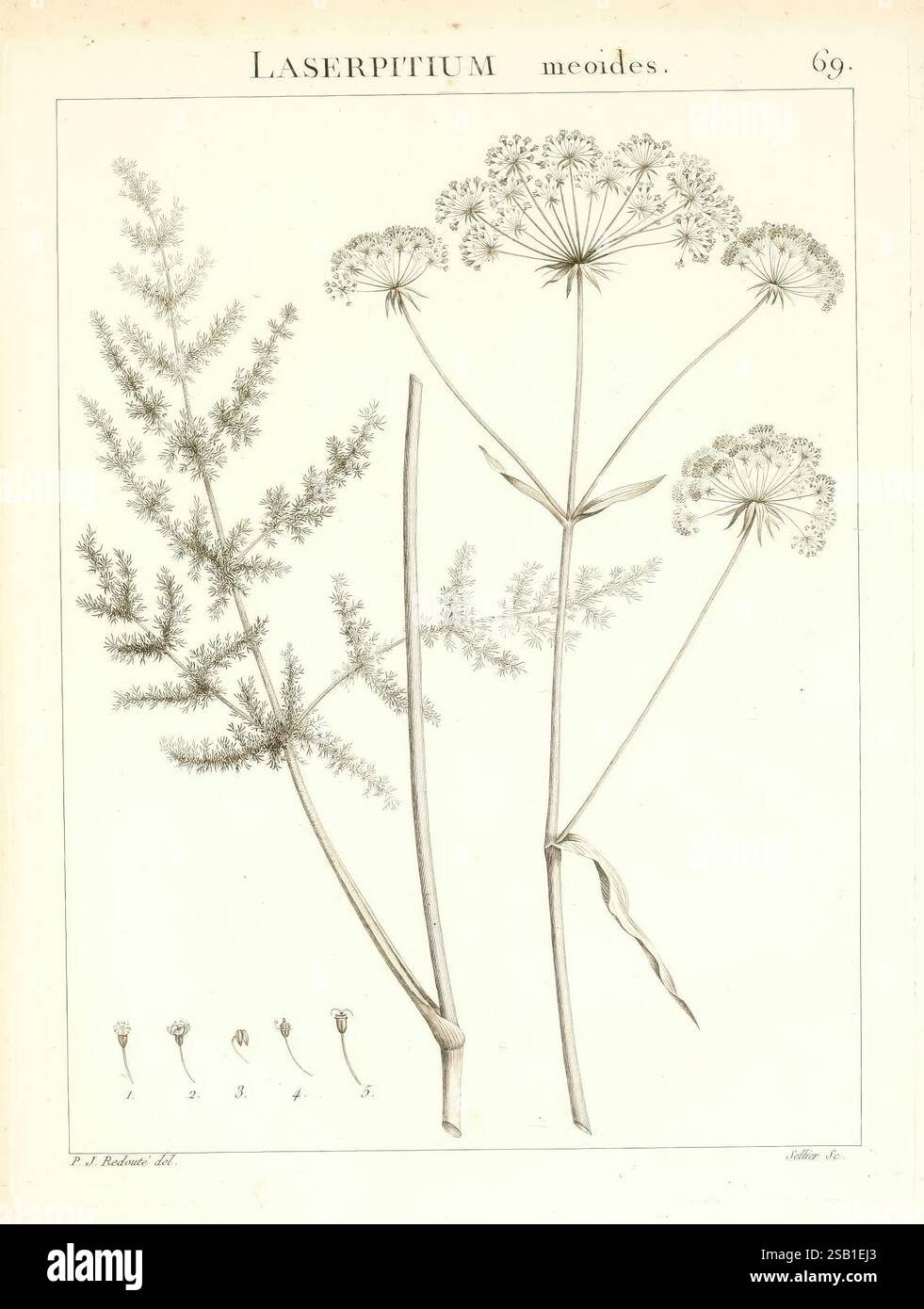 Laserpitium meoides hi-res stock photography and images - Alamy