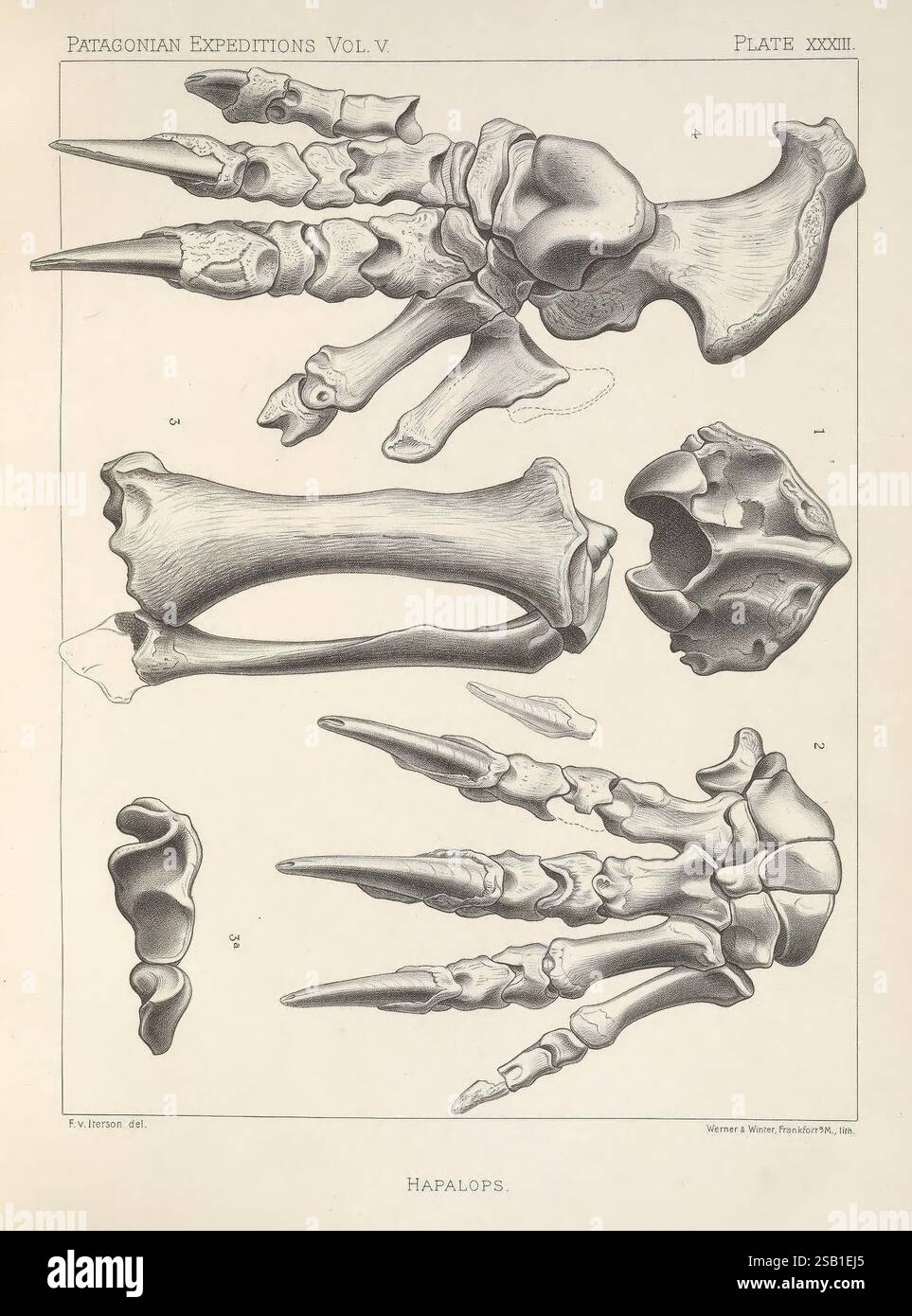 Various bone segments hi-res stock photography and images - Alamy