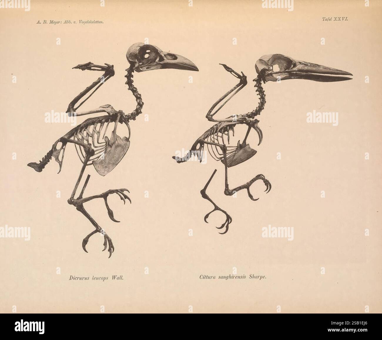 Distinctive beak structure hi-res stock photography and images - Alamy
