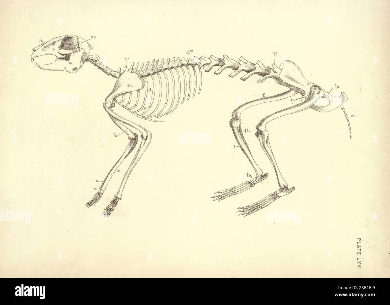 Illustrations of zoology: invertebrates & vertebrates Edinburgh Y.J ...