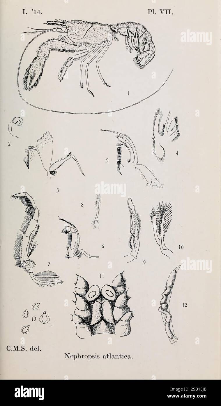 Decapoda Reptantia Coasts Ireland London 1914-21 Decapoda Crustacea ...