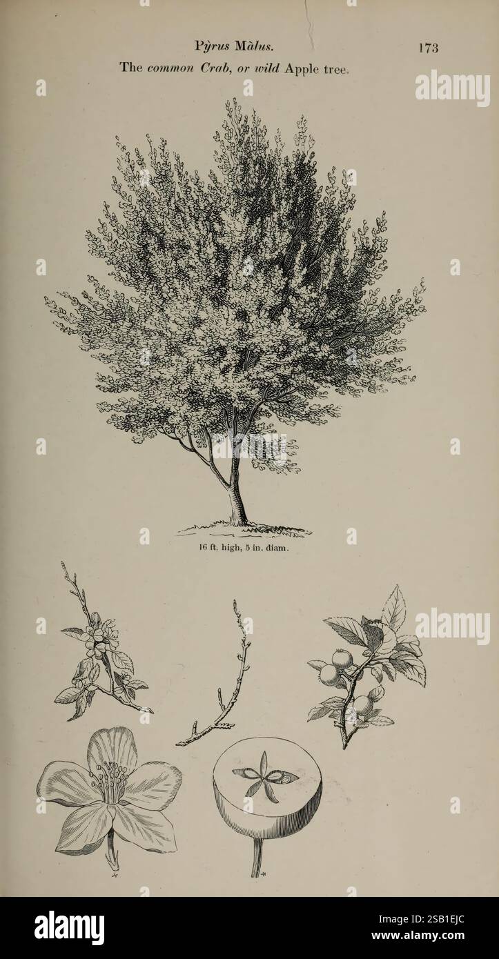 Arboretum et fruticetum britannicum, or London, J.C. Loudon, 1844 ...