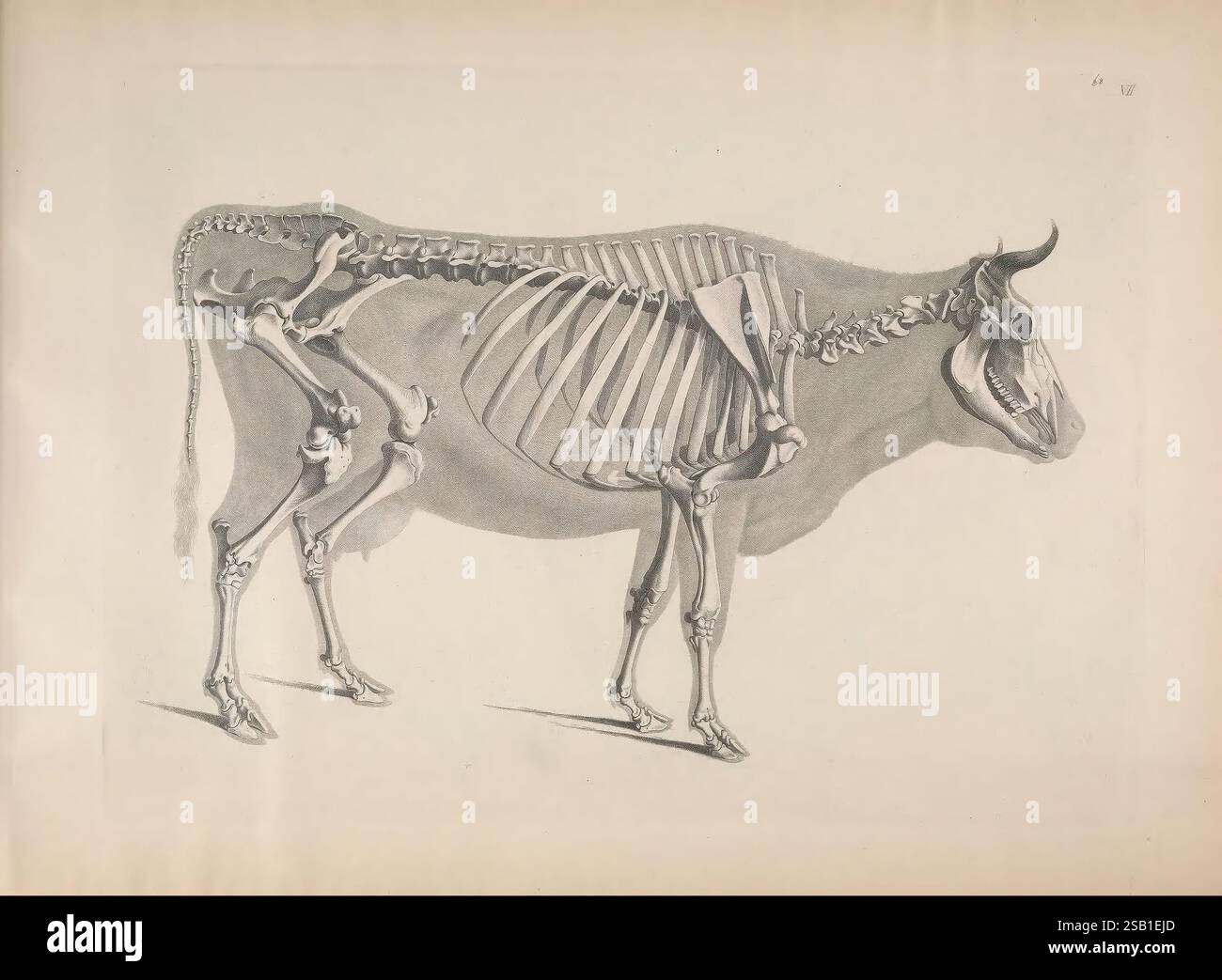 Die vergleichende Osteologie, Bonn, In Commission bei Eduard Weber ...