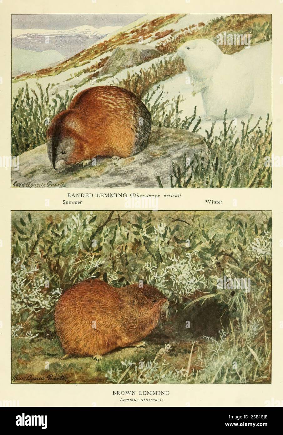 Banded lemming hi-res stock photography and images - Alamy