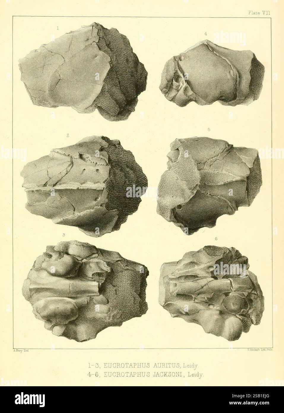The ancient fauna of Nebraska: Washington, 1853, Nebraska, paleontology ...