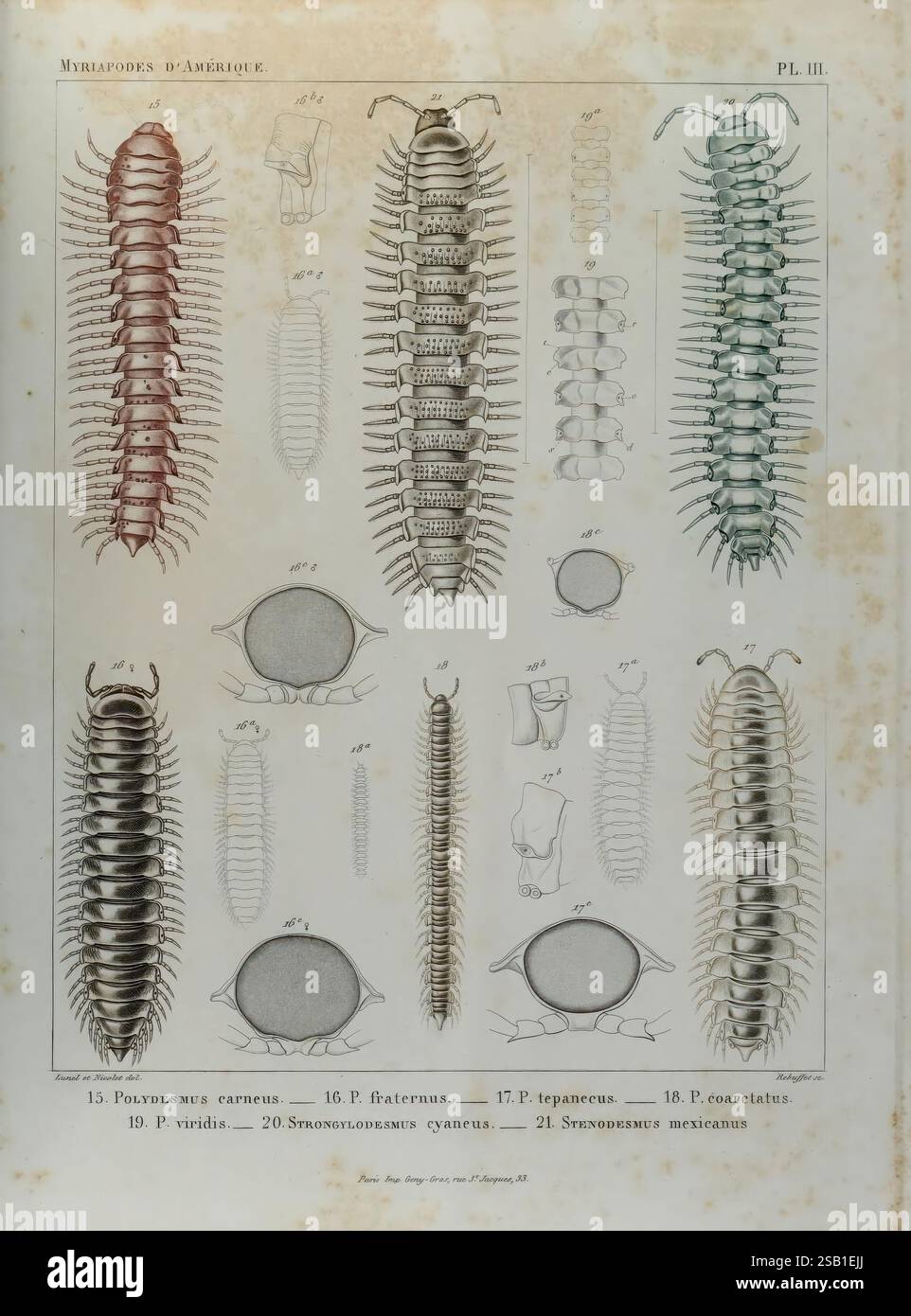 Myriapod taxonomy hi-res stock photography and images - Alamy