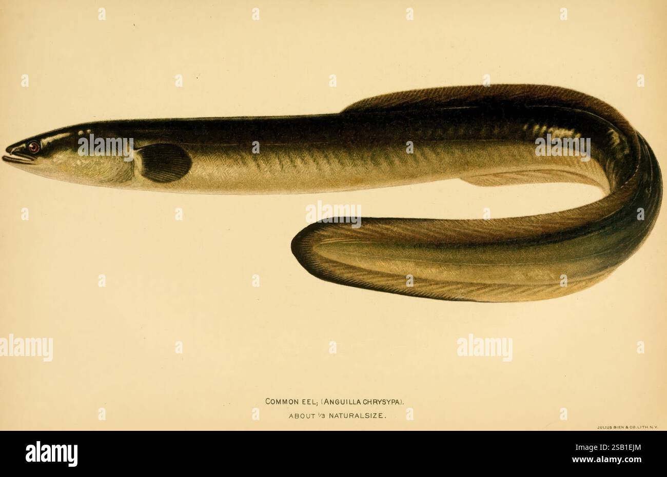 American, food, and, game, fishes, New York,&, Co, 1902, fishing, North ...