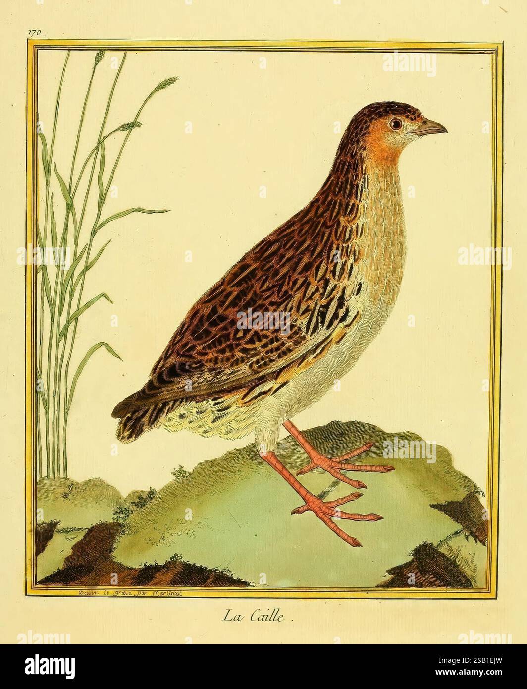 Quails alert posture hi-res stock photography and images - Alamy