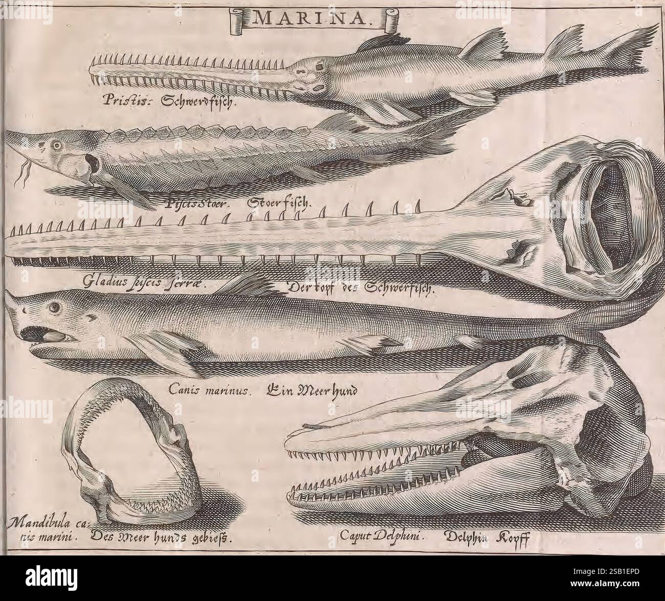 Plicter gennari hi-res stock photography and images - Alamy