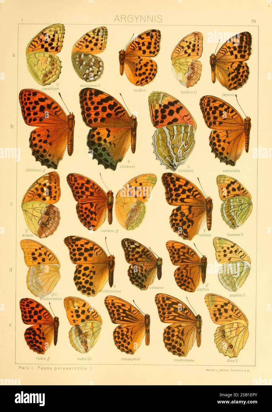 The, Macrolepidoptera, of, the, world, Stuttgart, Seitz'schen, Kernen ...