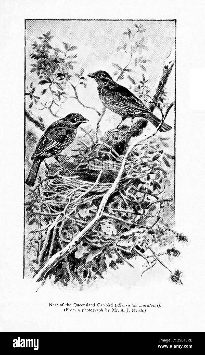 Catbird nest Black and White Stock Photos & Images - Alamy