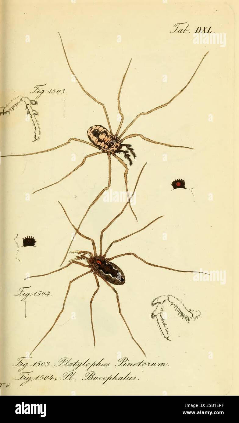 Slightly larger spider hi-res stock photography and images - Alamy